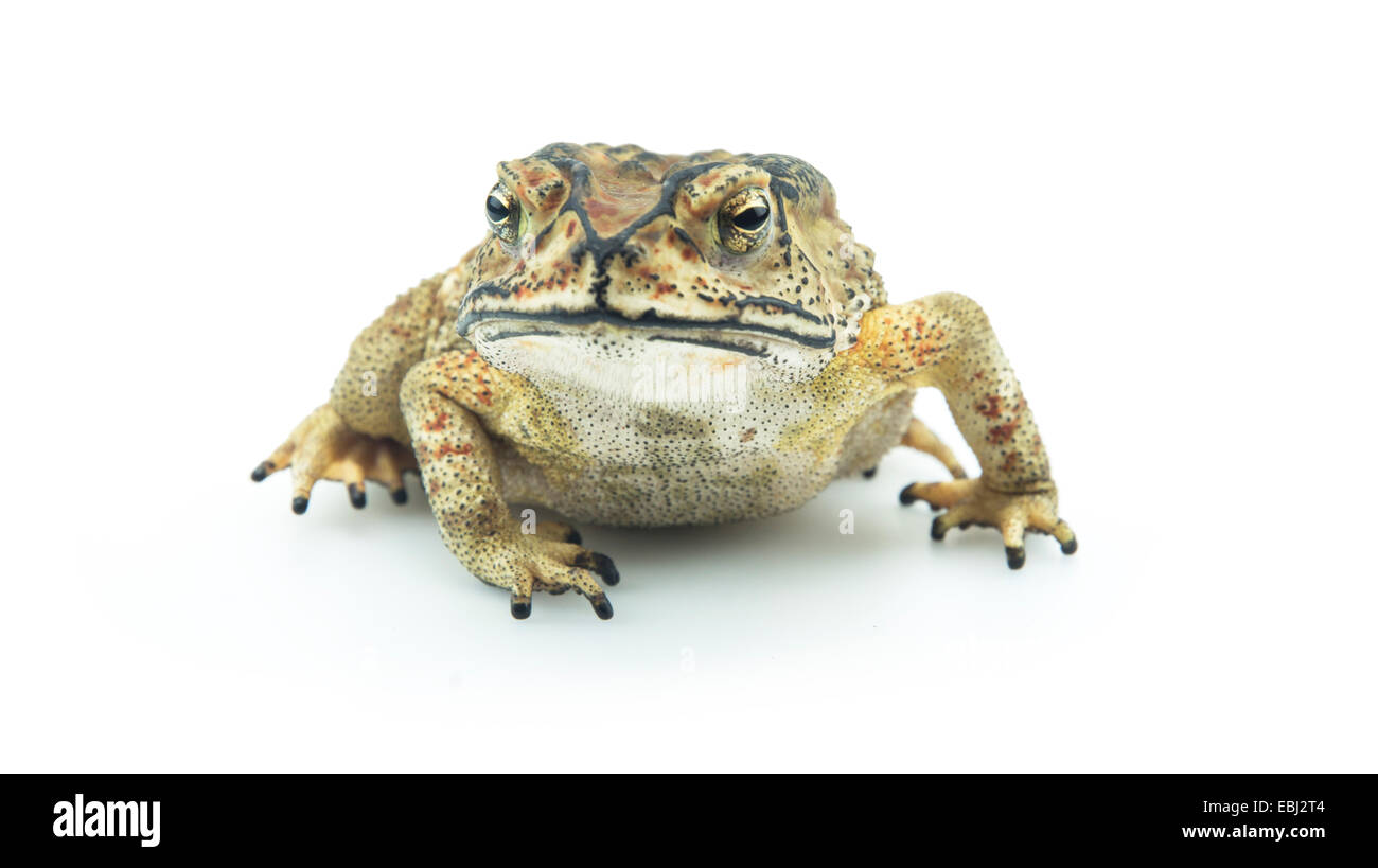 Toad on white background Stock Photo - Alamy