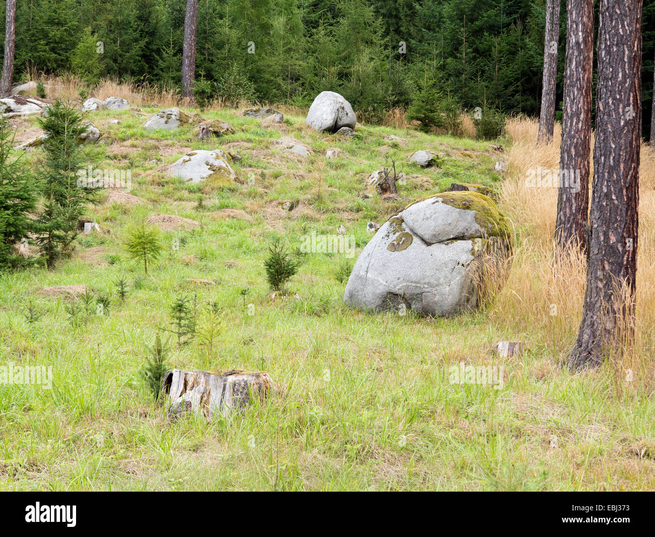 big boulders in the coniferous forest Stock Photo - Alamy