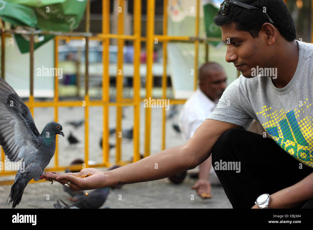 Bird flapping wings hi-res stock photography and images - Alamy