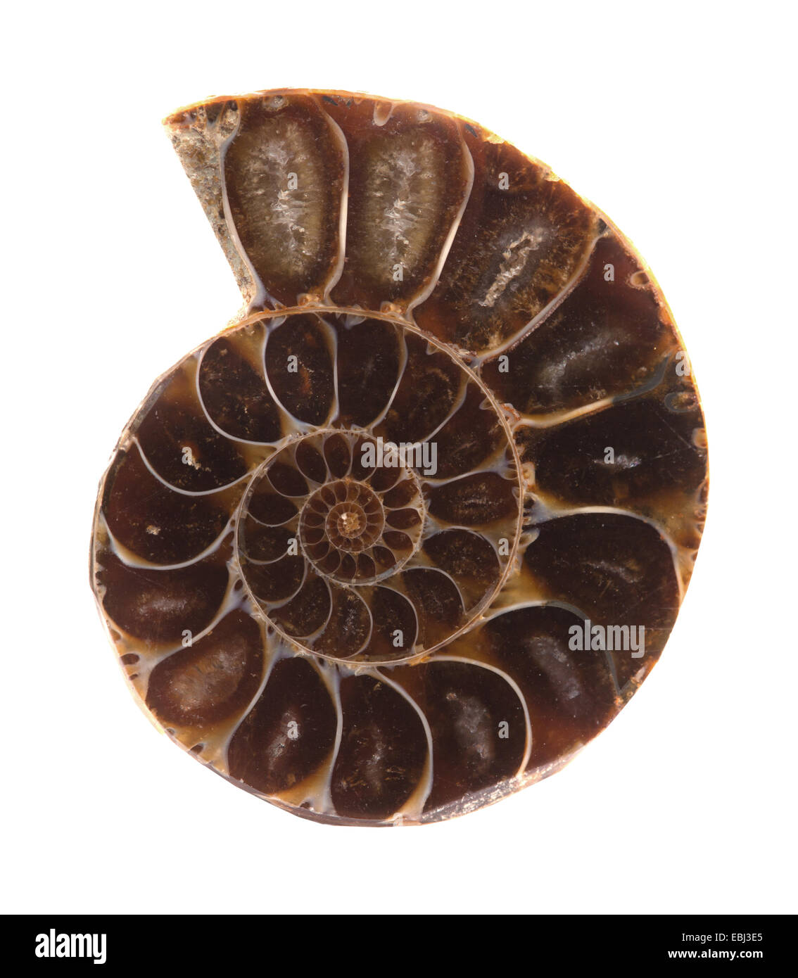 Index fossils hi-res stock photography and images - Alamy