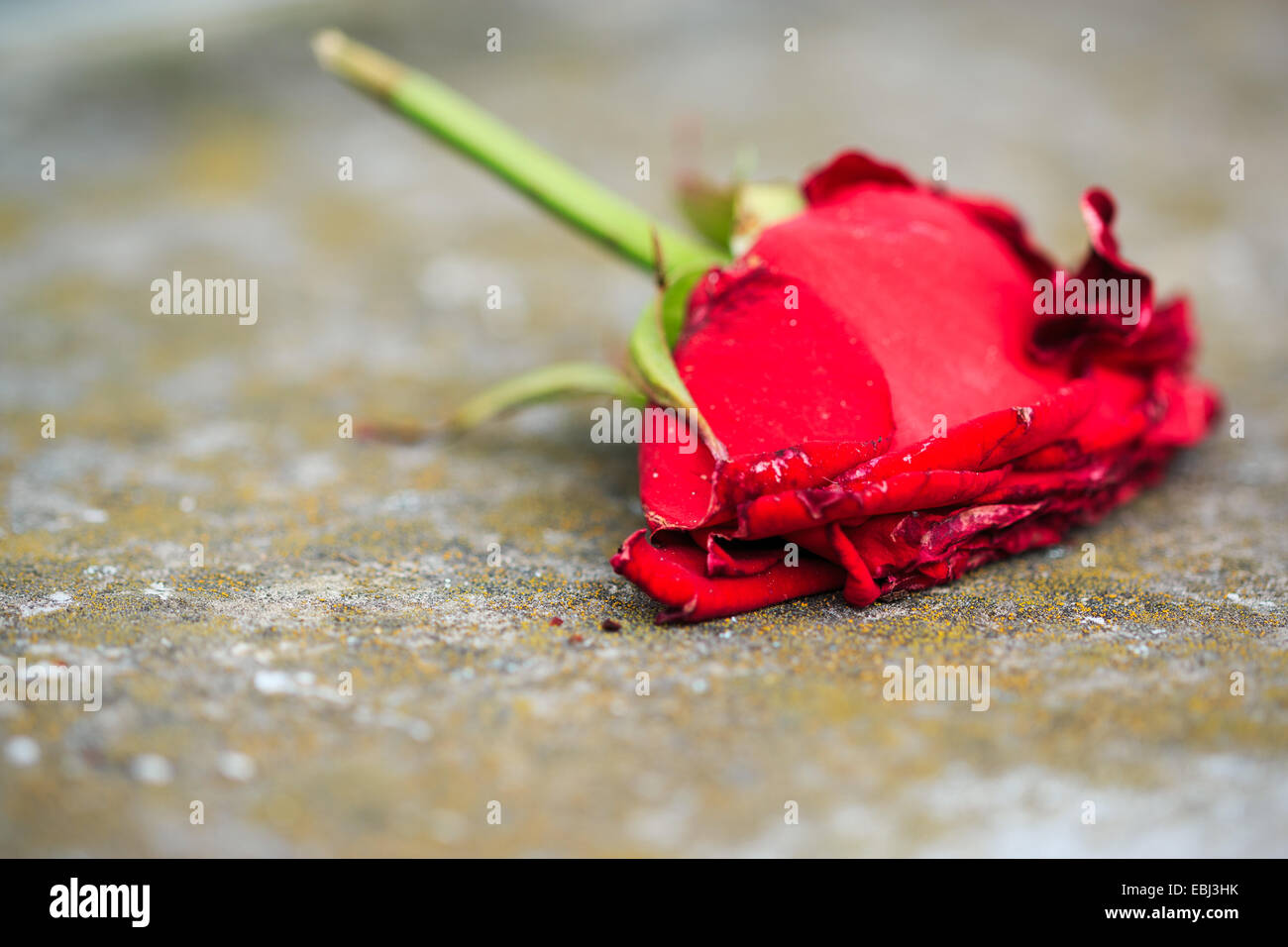 Discarded flowers on the ground hi-res stock photography and images - Alamy