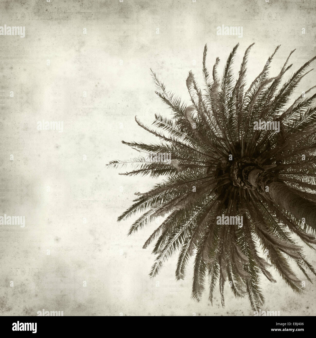 textured old paper background with tall palm tree Stock Photo - Alamy