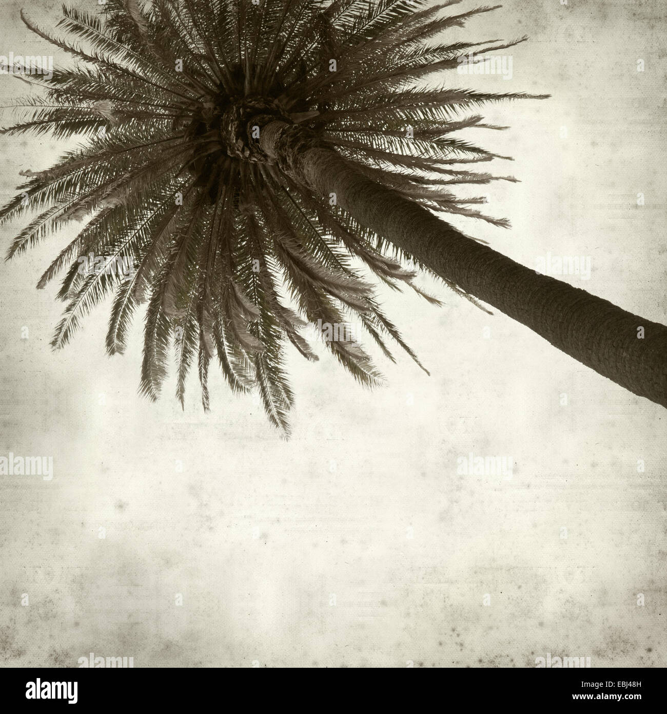 textured old paper background with tall palm tree Stock Photo - Alamy