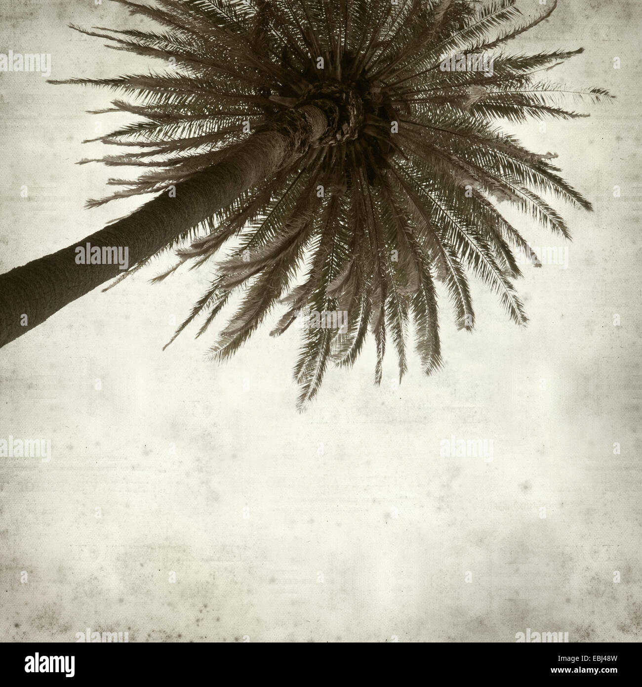 textured old paper background with tall palm tree Stock Photo - Alamy