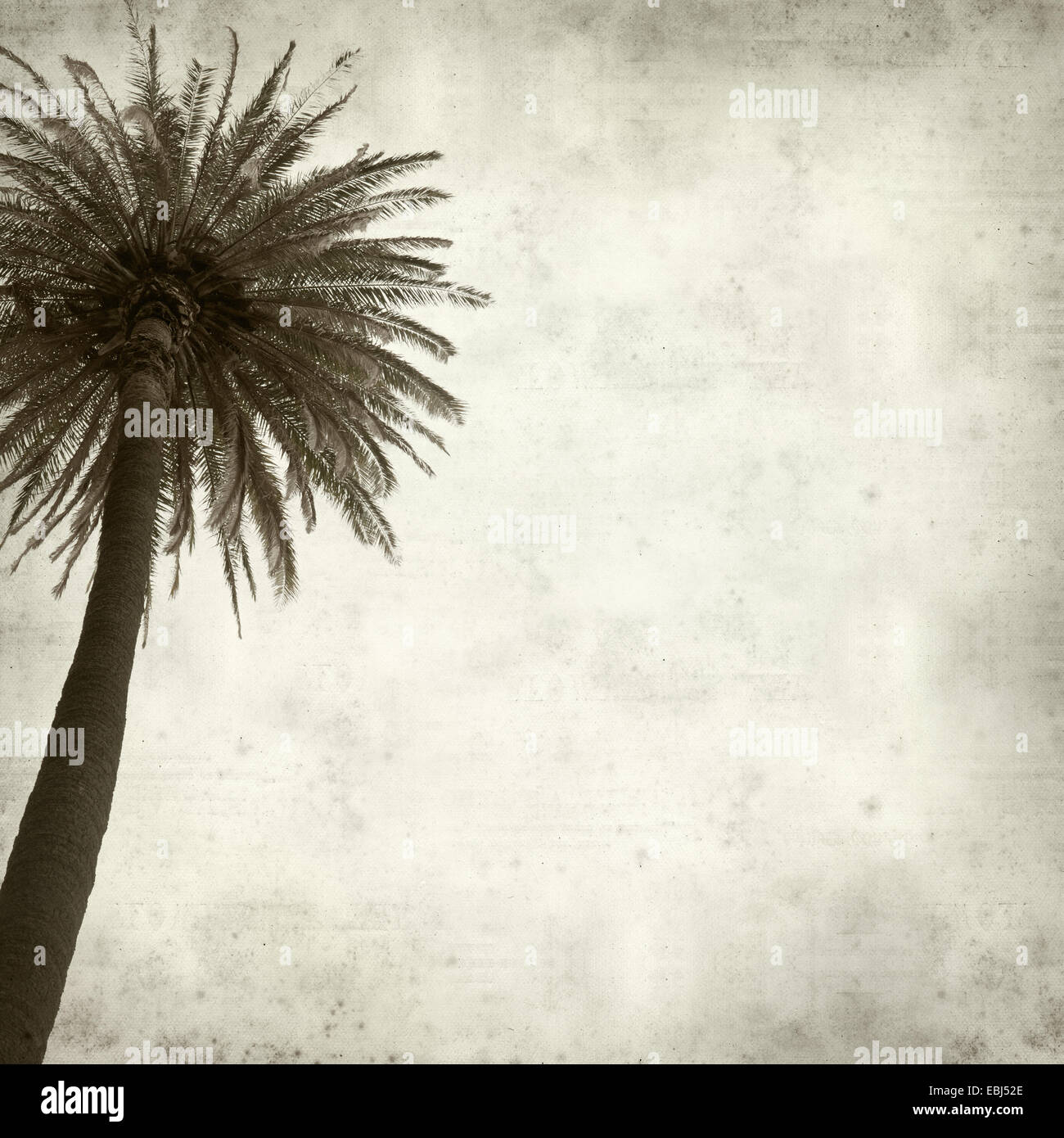 textured old paper background with tall palm tree Stock Photo - Alamy