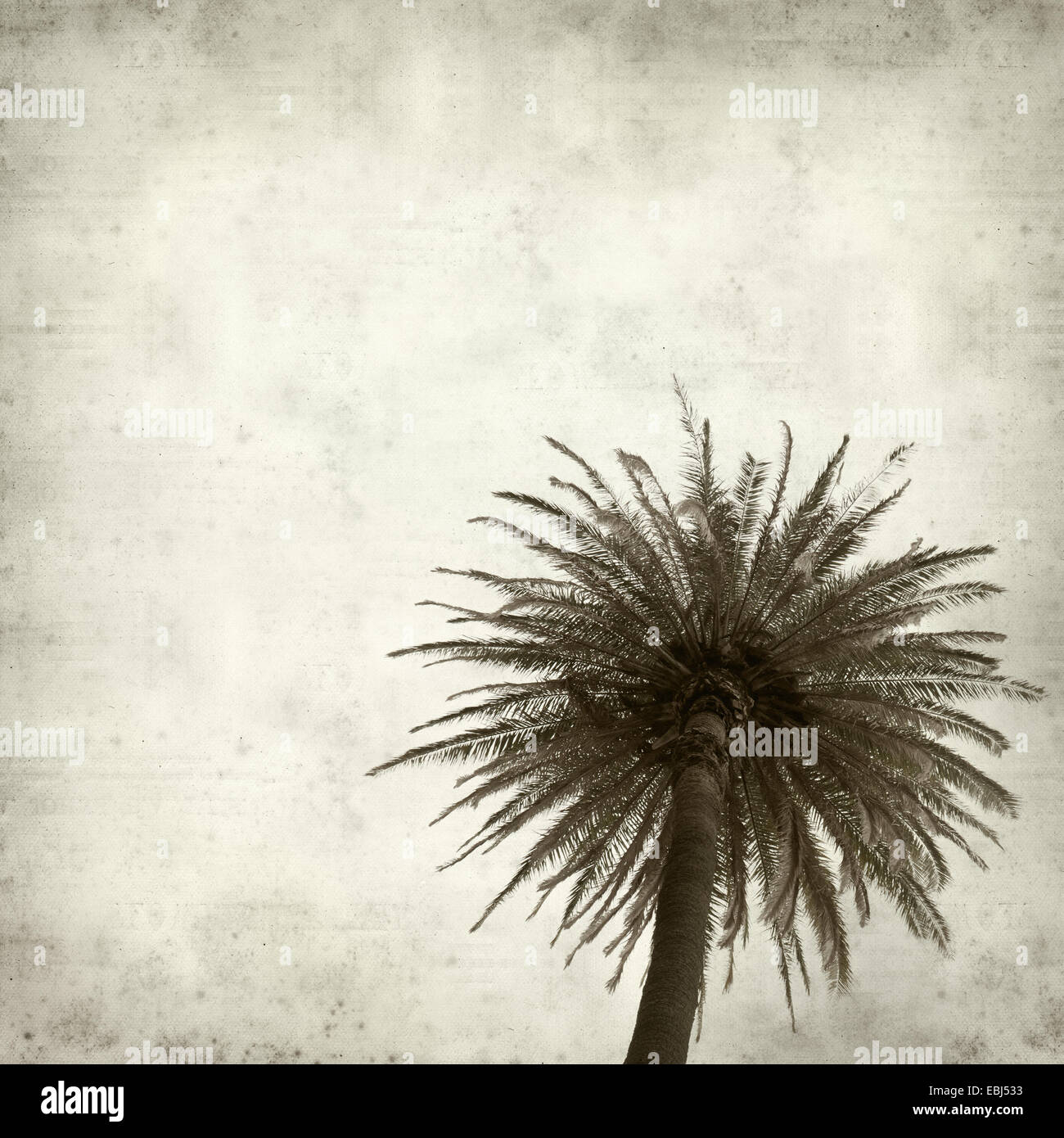 textured old paper background with tall palm tree Stock Photo - Alamy