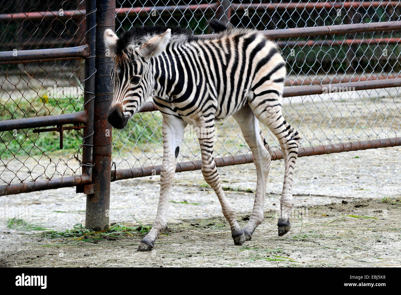 Chapman's zebra (Equus quagga chapmani Stock Photo - Alamy