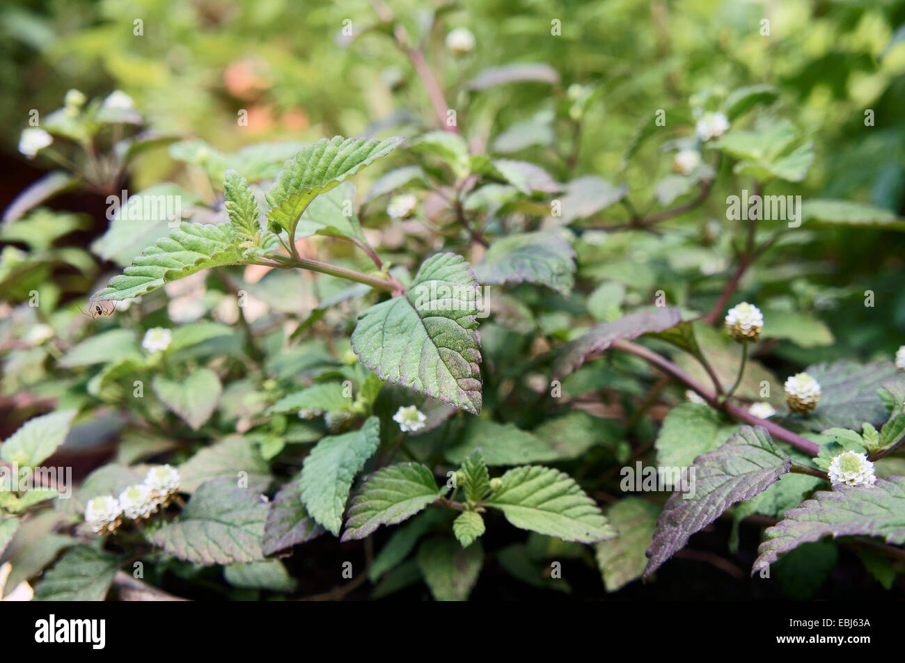 Aztec sweet herb lippa lippia hi-res stock photography and images - Alamy