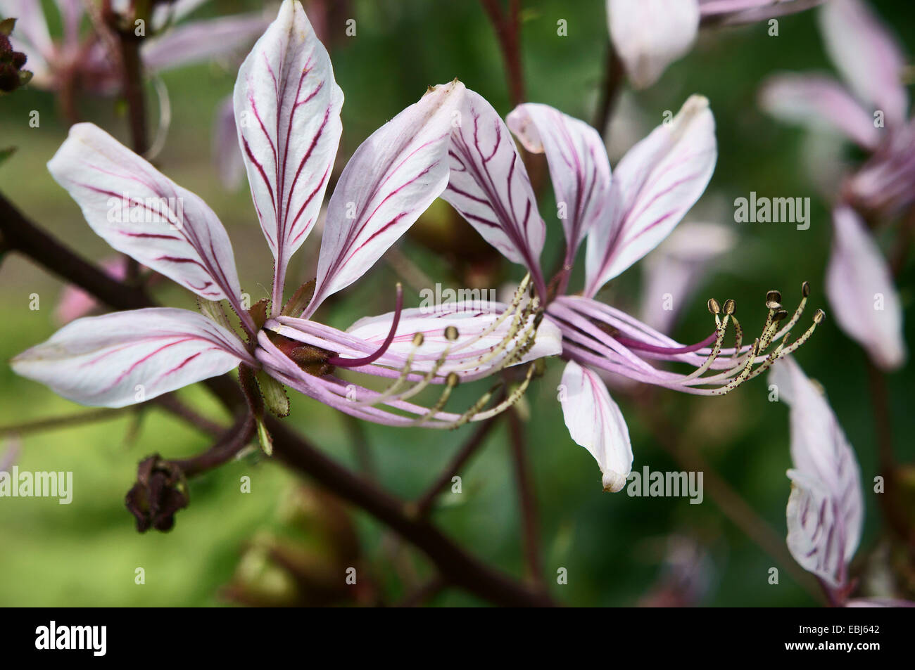Dictamnus albus, burning bush, false, white dittany, gas plant ...