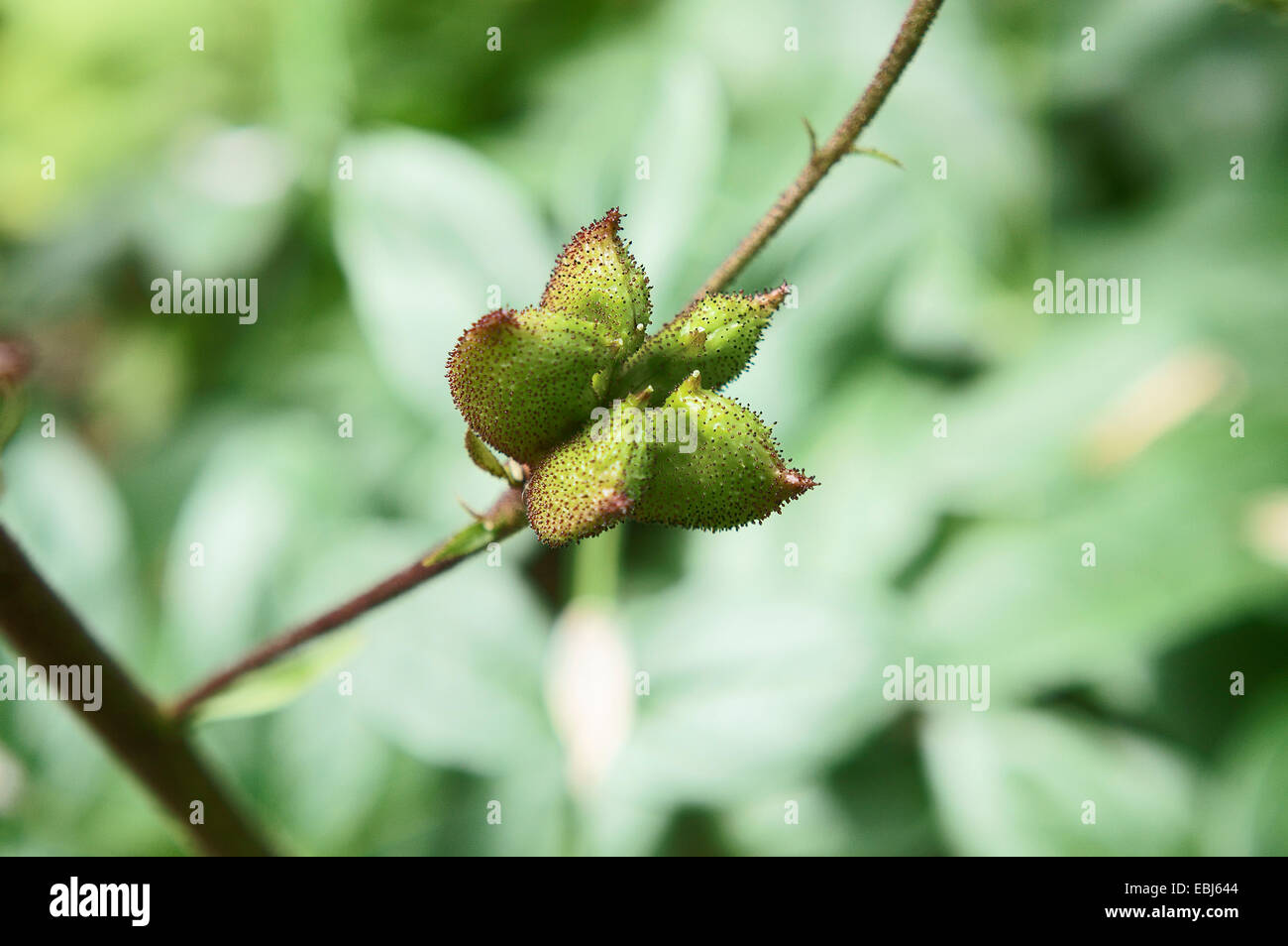 Dictamnus albus, burning bush, false, white dittany, gas plant ...