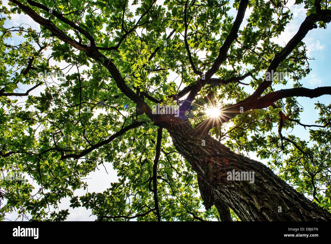 tree, crown, sun Stock Photo - Alamy
