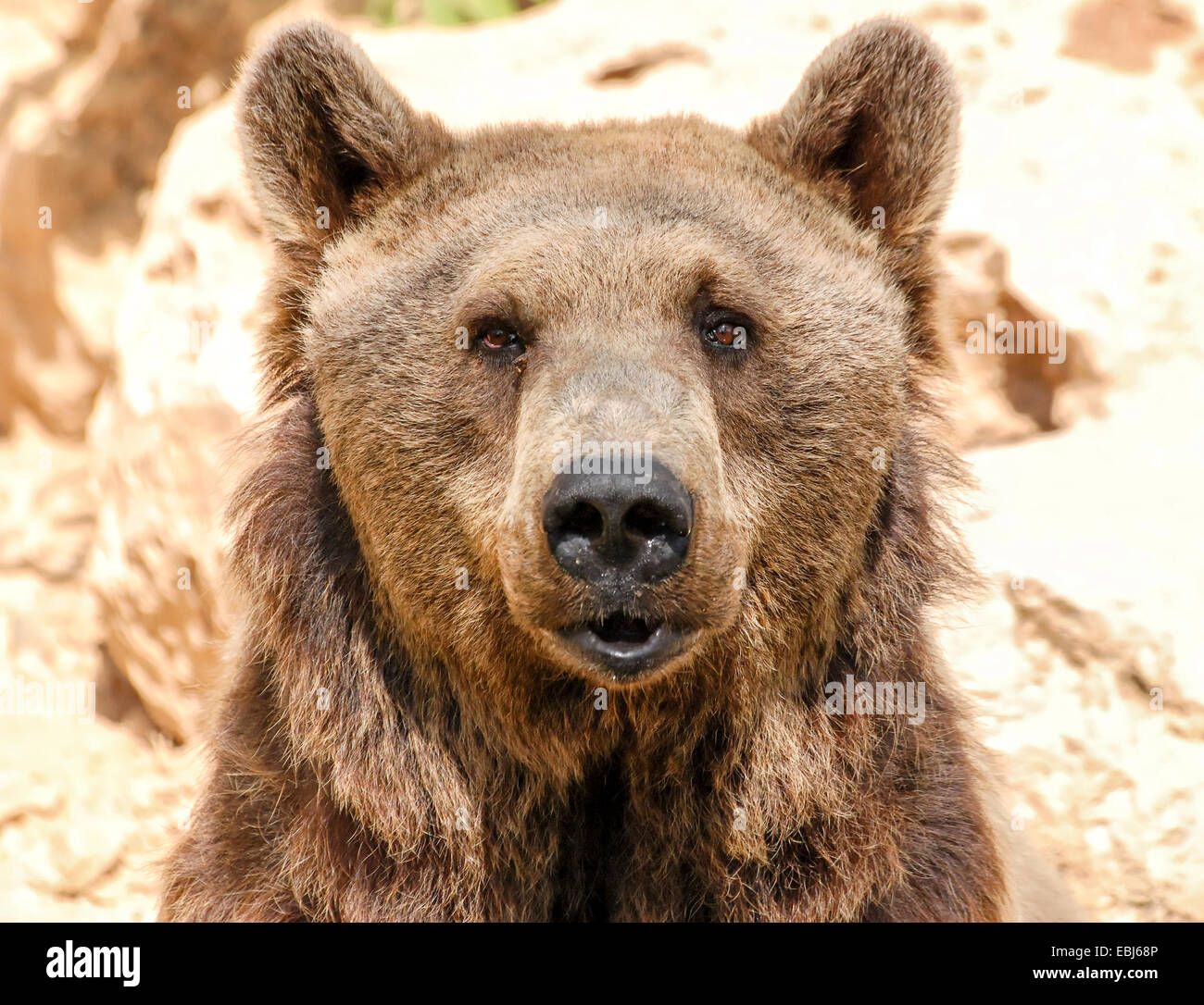 Syrian bear hi-res stock photography and images - Alamy