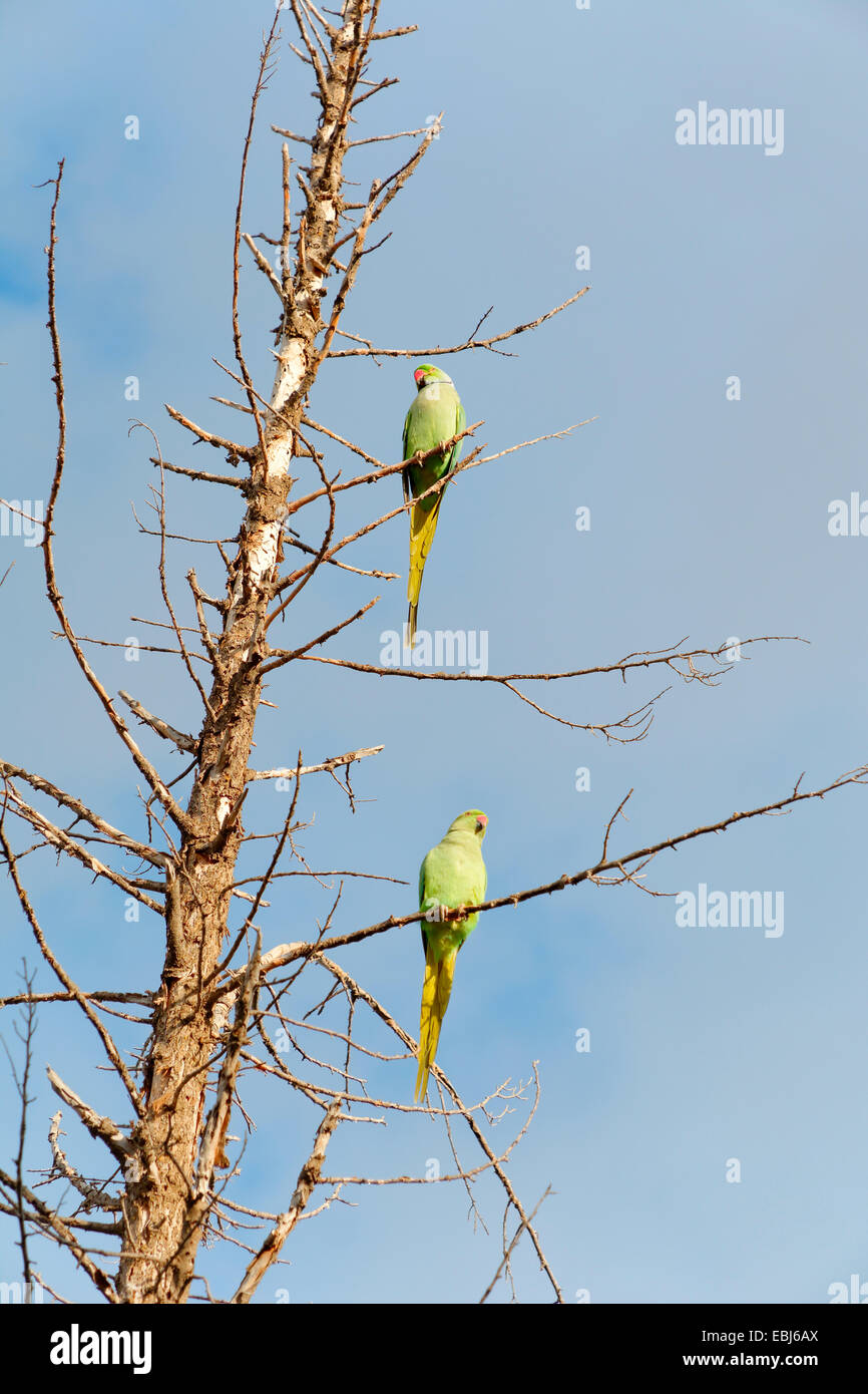 Feral parakeets hi-res stock photography and images - Alamy