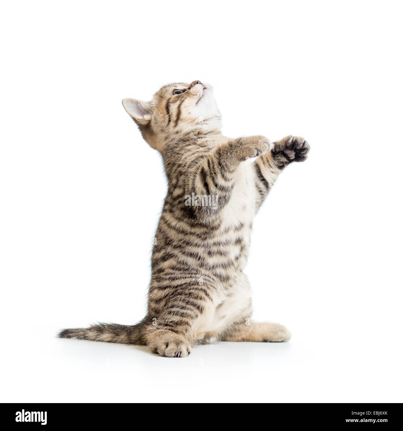 Little striped kitten looking up Stock Photo - Alamy