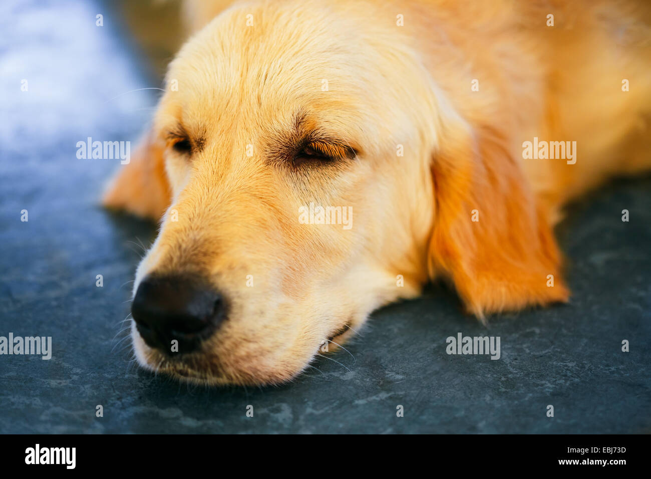 Lost Homeless Hungry Golden Labrador Retriever Dog Sleeping On Cold ...