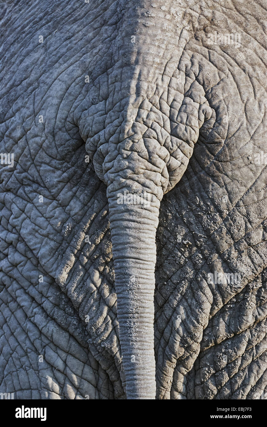 Gray back of a big African elephant Stock Photo - Alamy