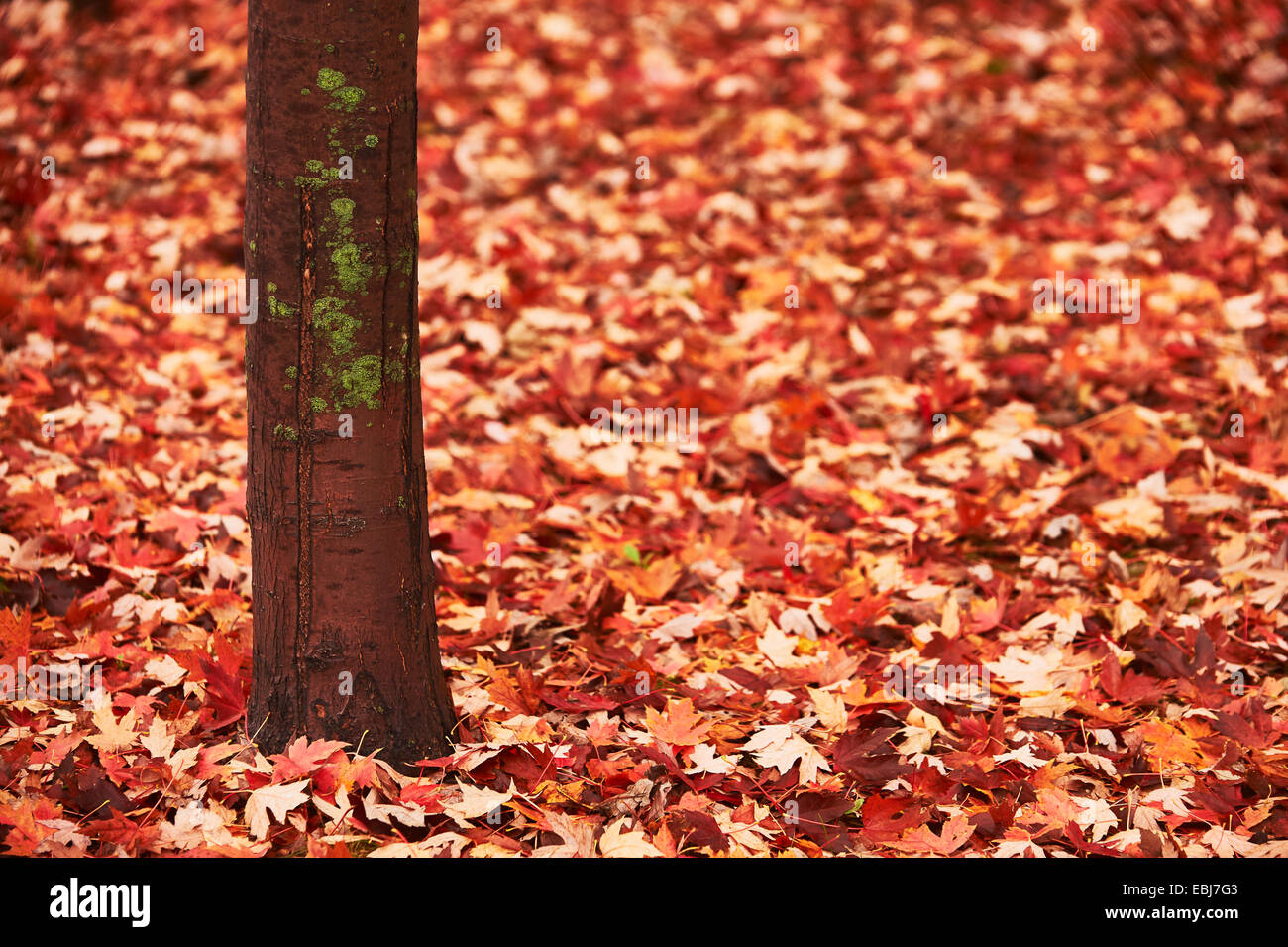 Trunk Maple and its red fallen leaves in autumn Stock Photo - Alamy