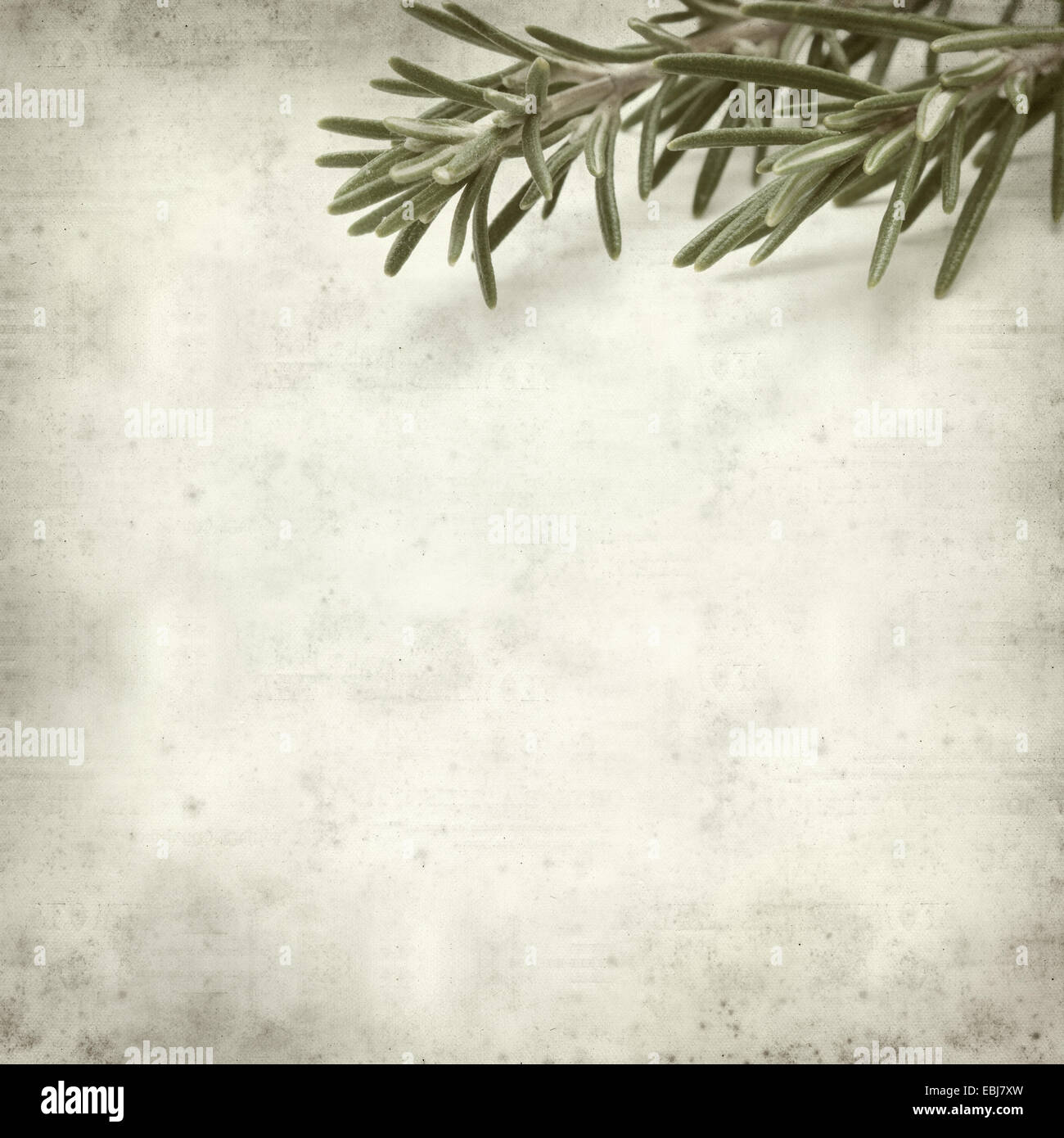 textured old paper background with rosemary Stock Photo - Alamy
