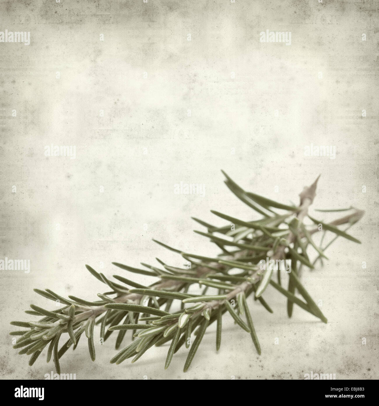 textured old paper background with rosemary Stock Photo - Alamy