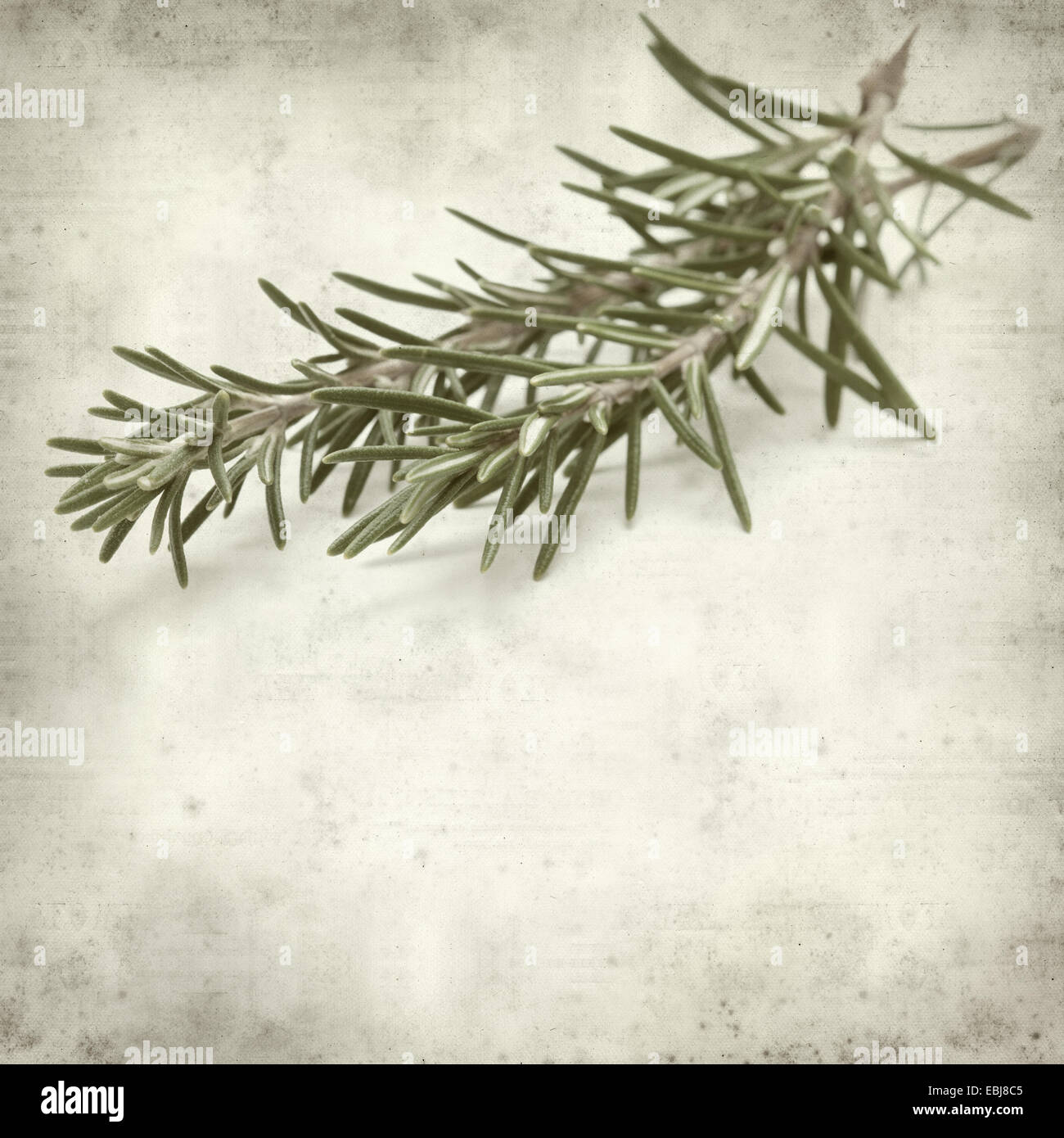 textured old paper background with rosemary Stock Photo - Alamy