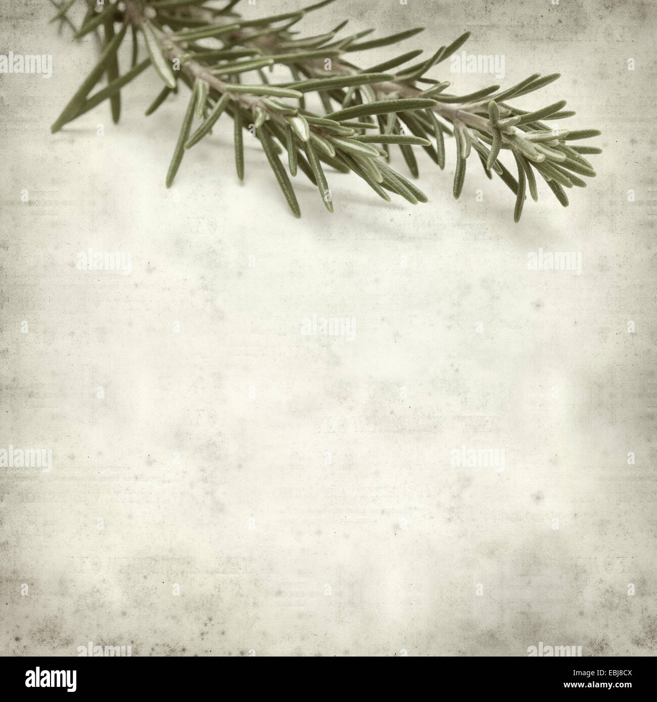 textured old paper background with rosemary Stock Photo - Alamy