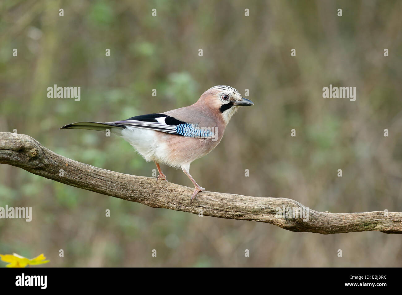 Jay, Garrulus glandarius, single bird on a branch, Warwickshire ...