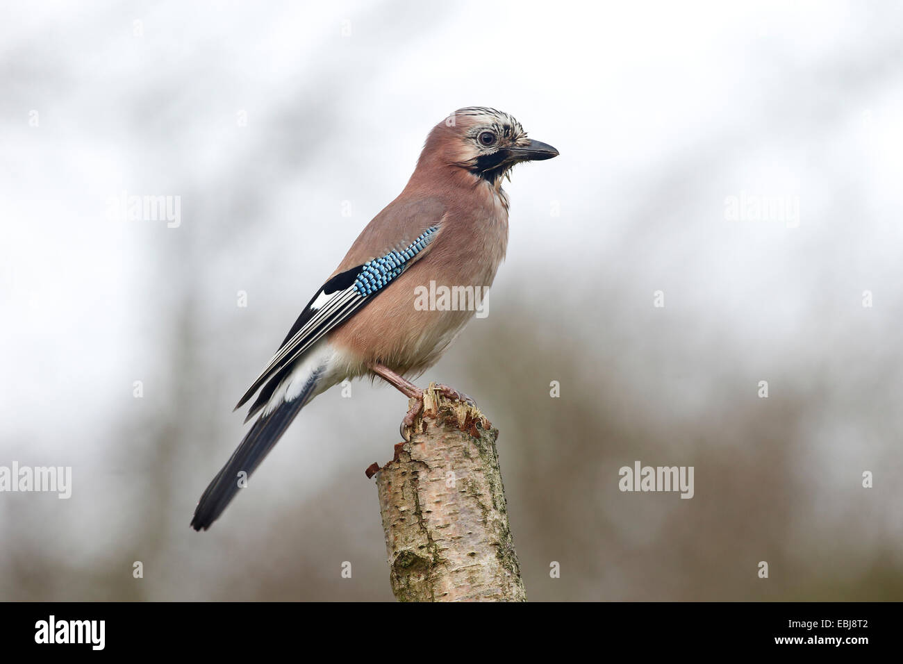 Jay bird uk hi-res stock photography and images - Alamy