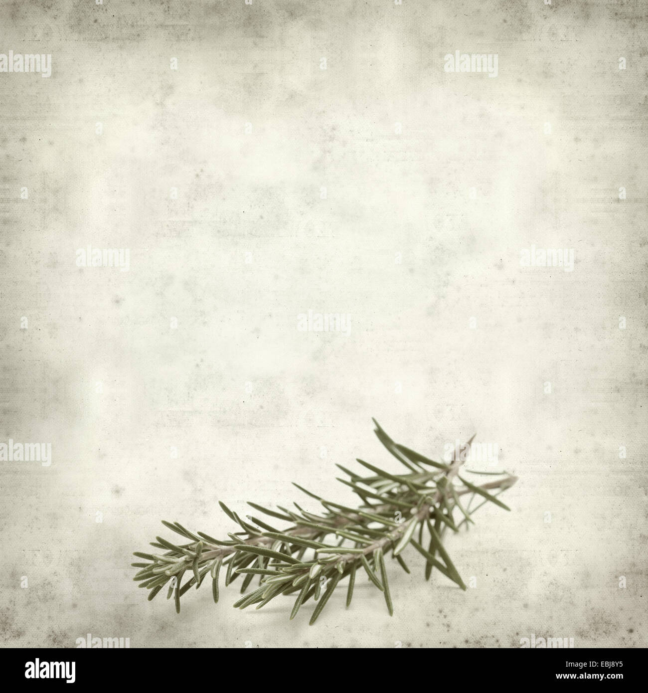 textured old paper background with rosemary Stock Photo - Alamy