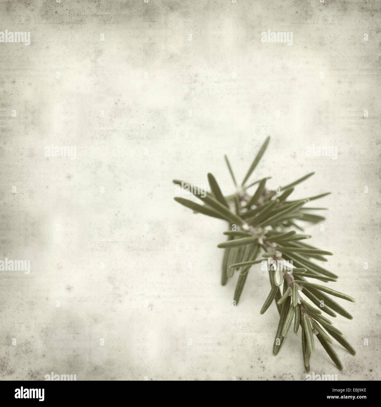 textured old paper background with rosemary Stock Photo - Alamy