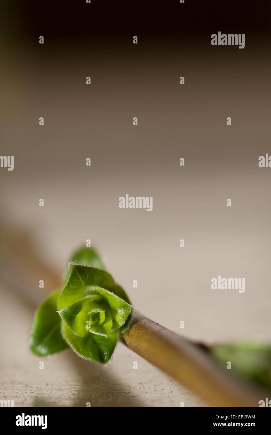 Little green flower bud on a stem laid down on a table and photographed ...