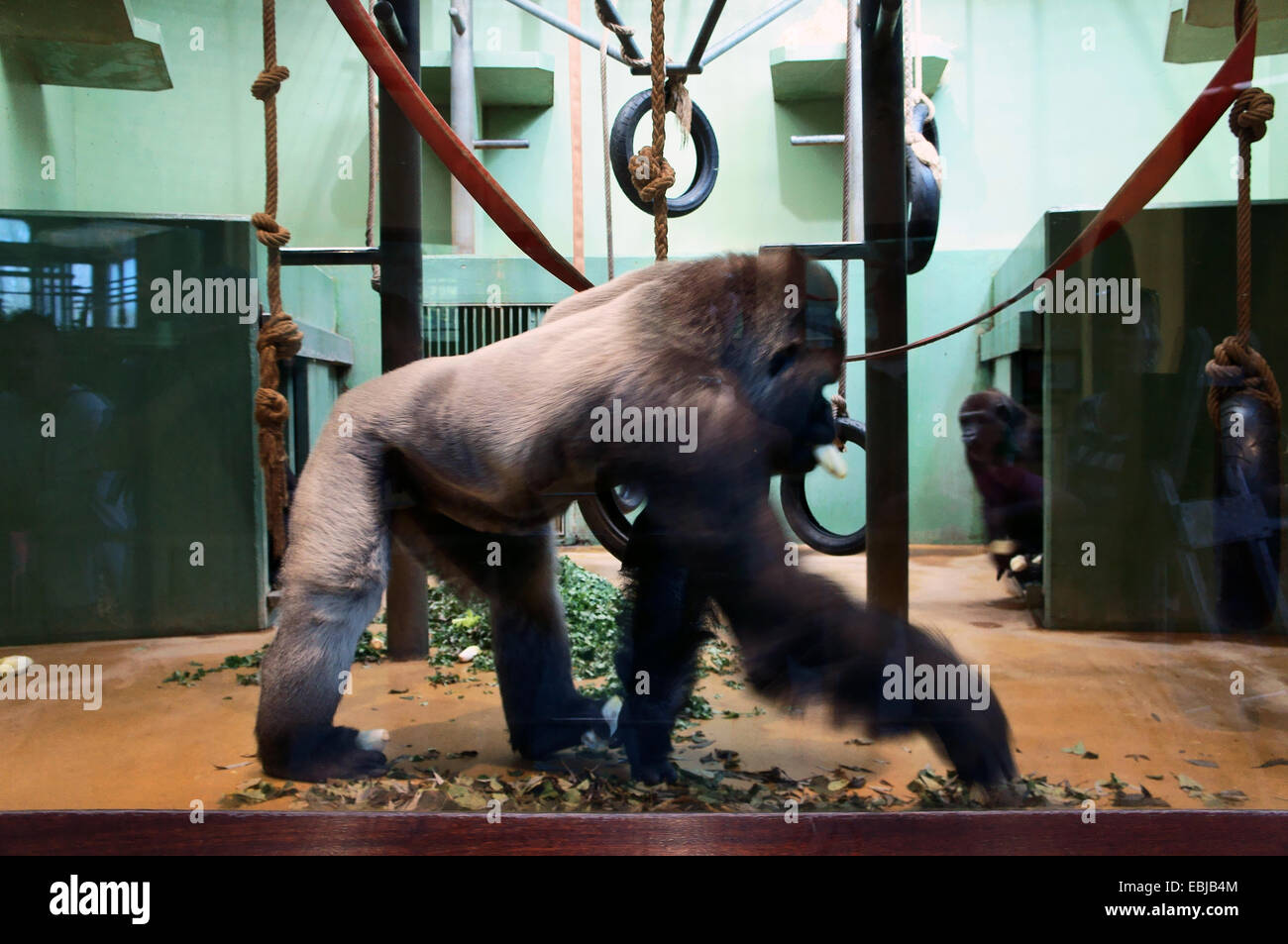 Bokito Western Lowland Gorilla (Gorilla gorilla gorilla), enclosure ...
