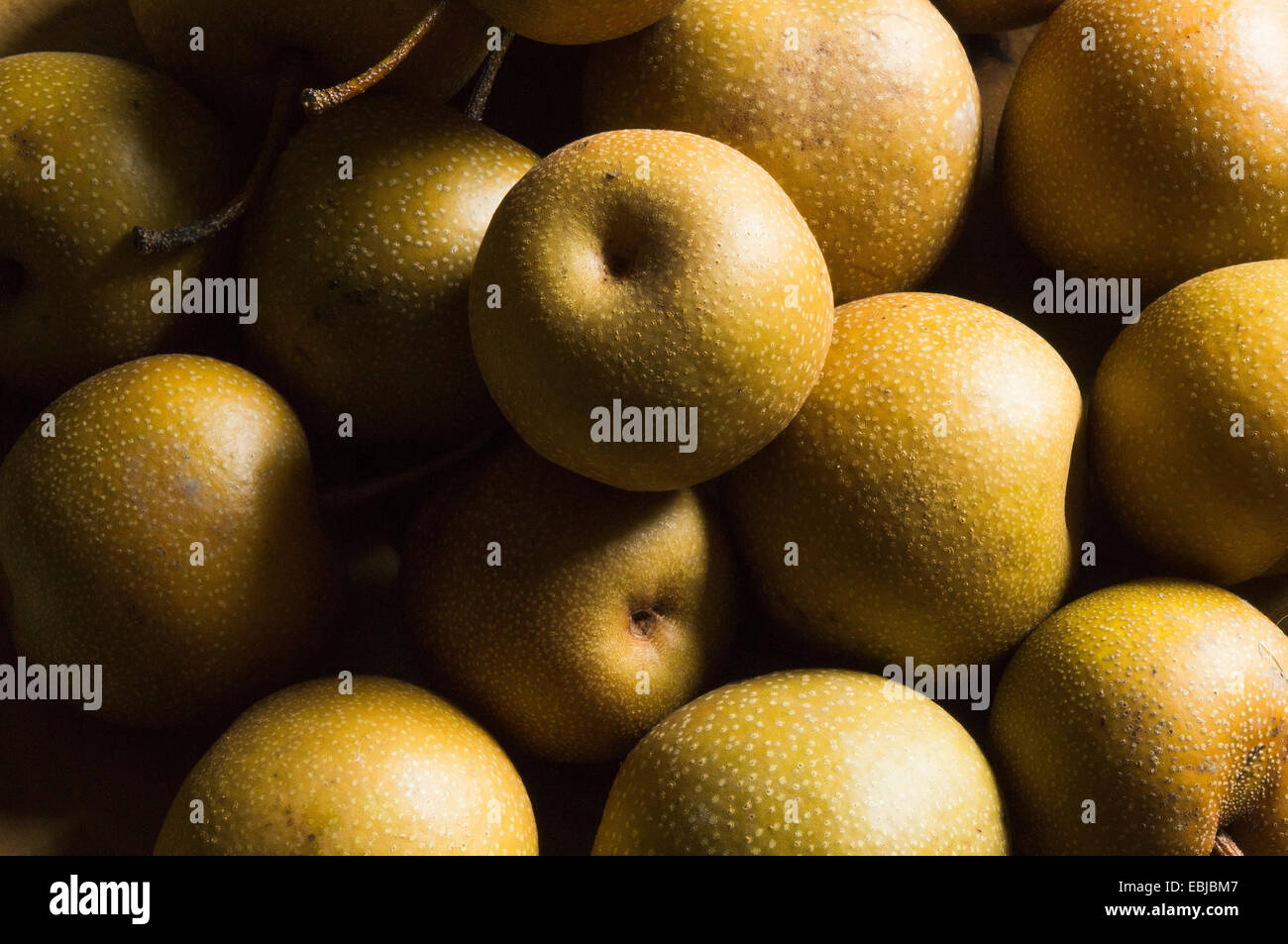 Chojuro Asian Pear, Pyrus pyrifolia 'Chojuro', fruit Stock Photo - Alamy