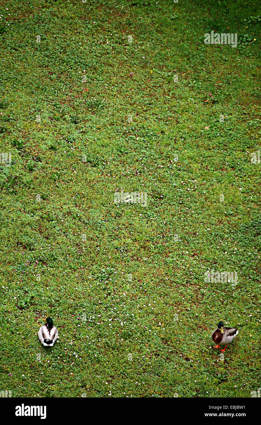 two Mallard ducks in a meadow, top view Stock Photo - Alamy