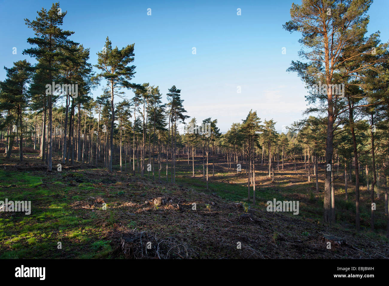 Conifer and birch woodland at Graffham Common, West Sussex, UK Stock ...