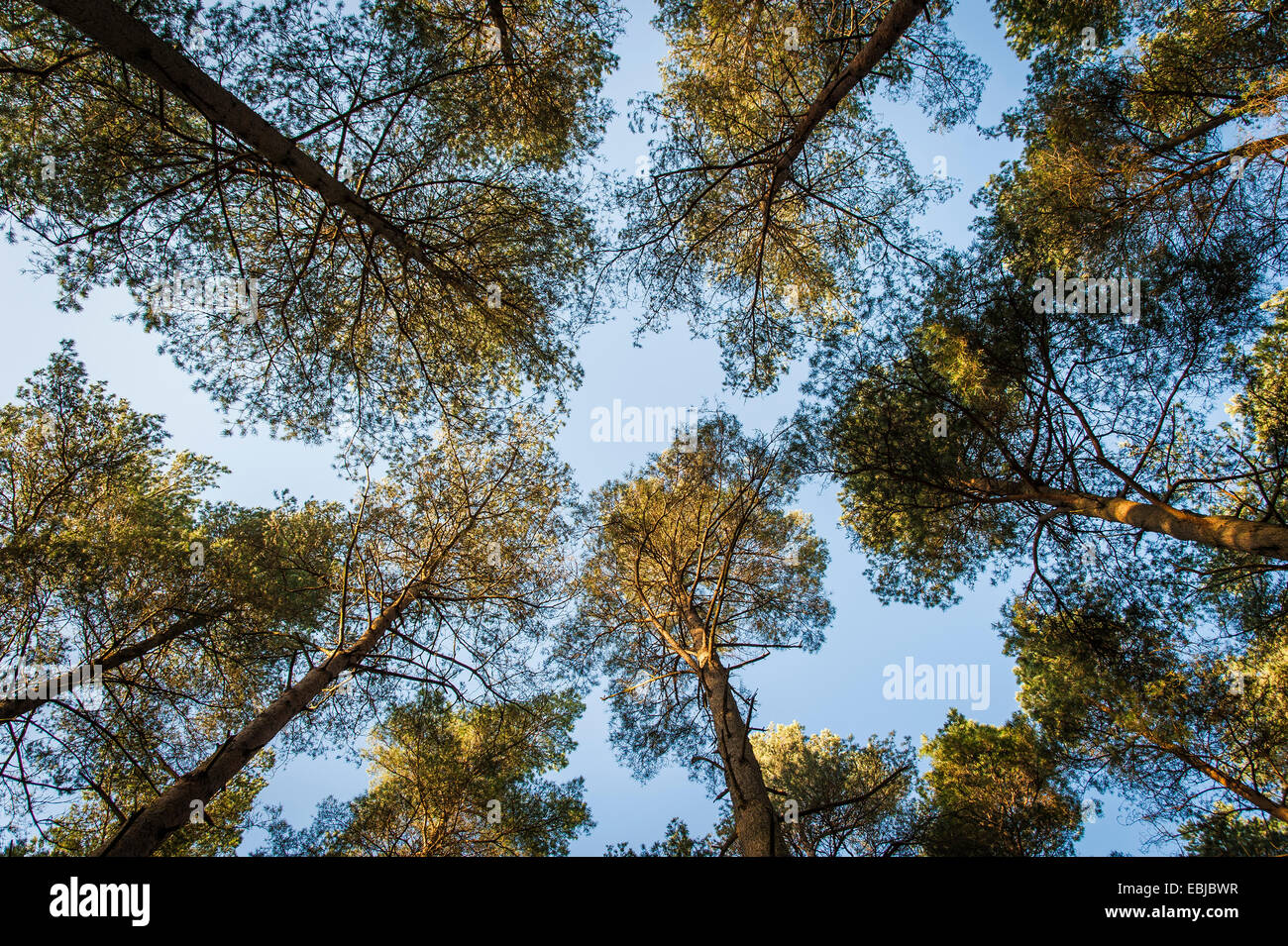 Looking up through a canopy of conifer trees at Graffham Common, West ...