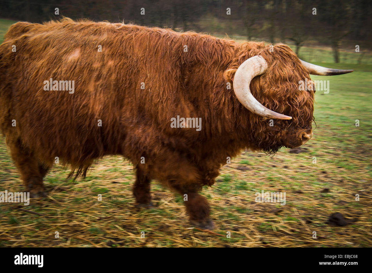 Highland Cattle, Bos primigenius f. taurus, stallion bull Stock Photo ...