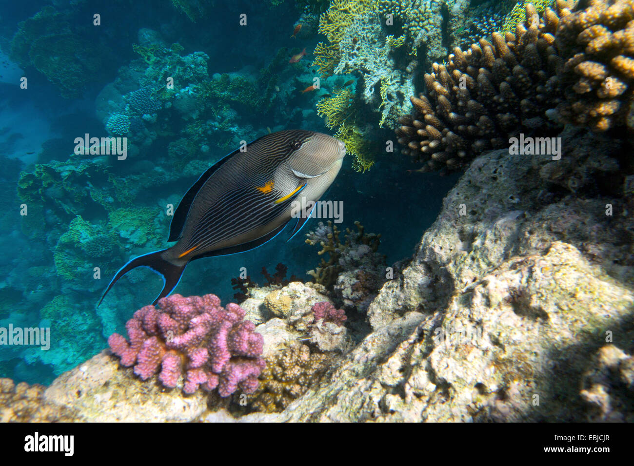 Surgeon fish hi-res stock photography and images - Alamy