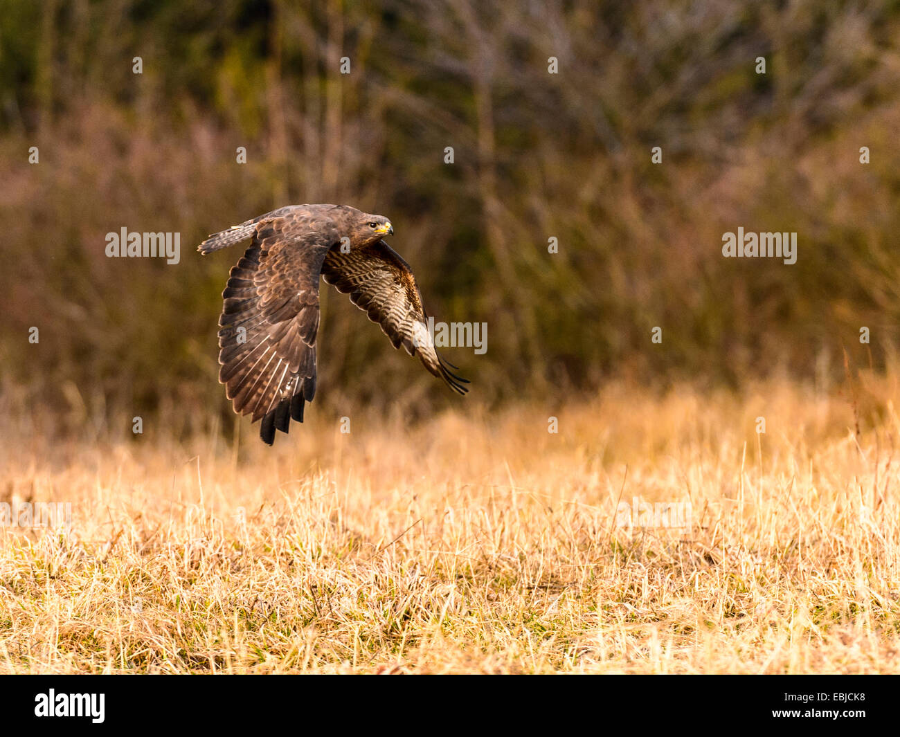 Common Buzzard [Buteo Buteo] in full flight, wings extended downwards ...