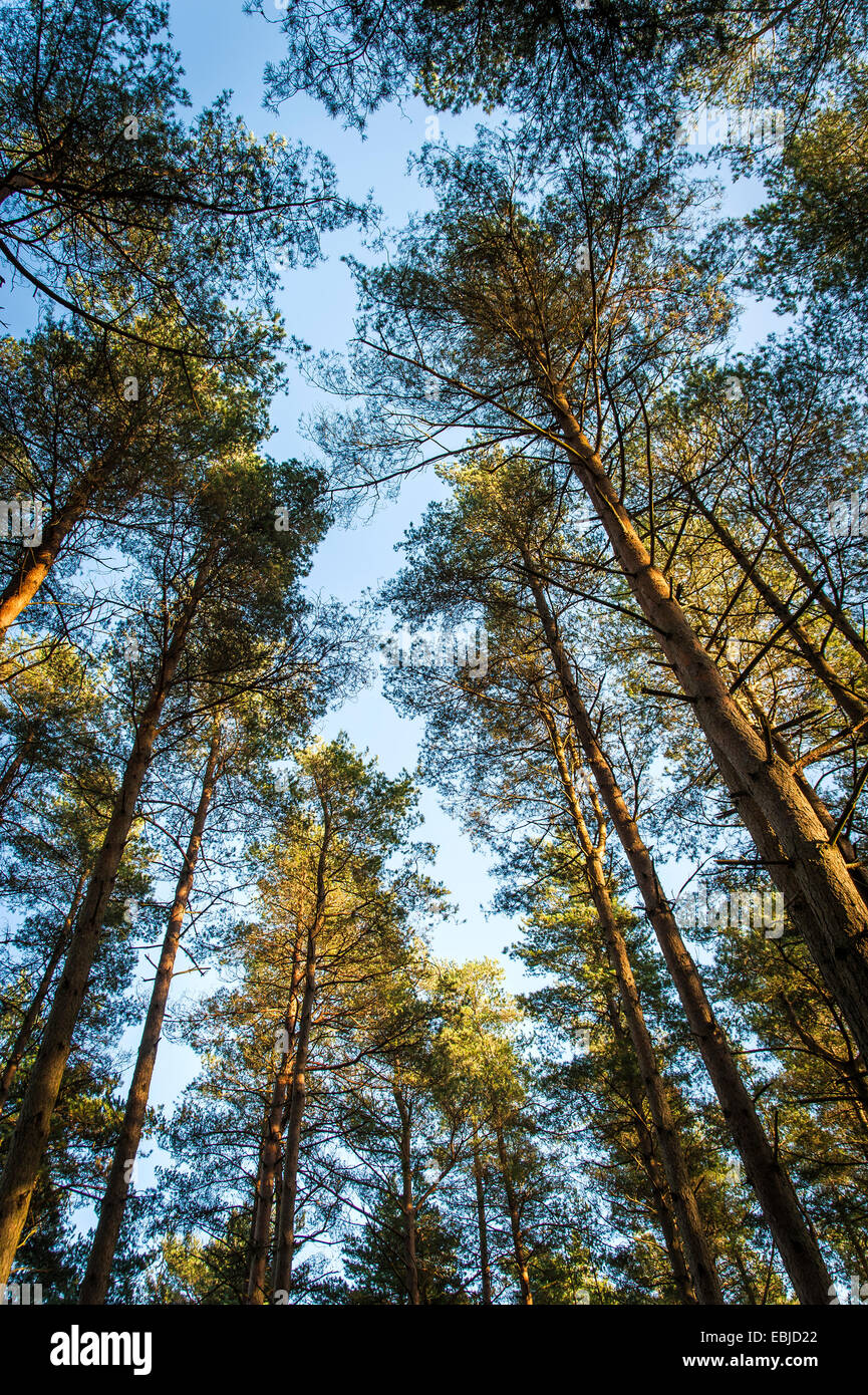 Looking up through a canopy of conifer trees at Graffham Common, West ...