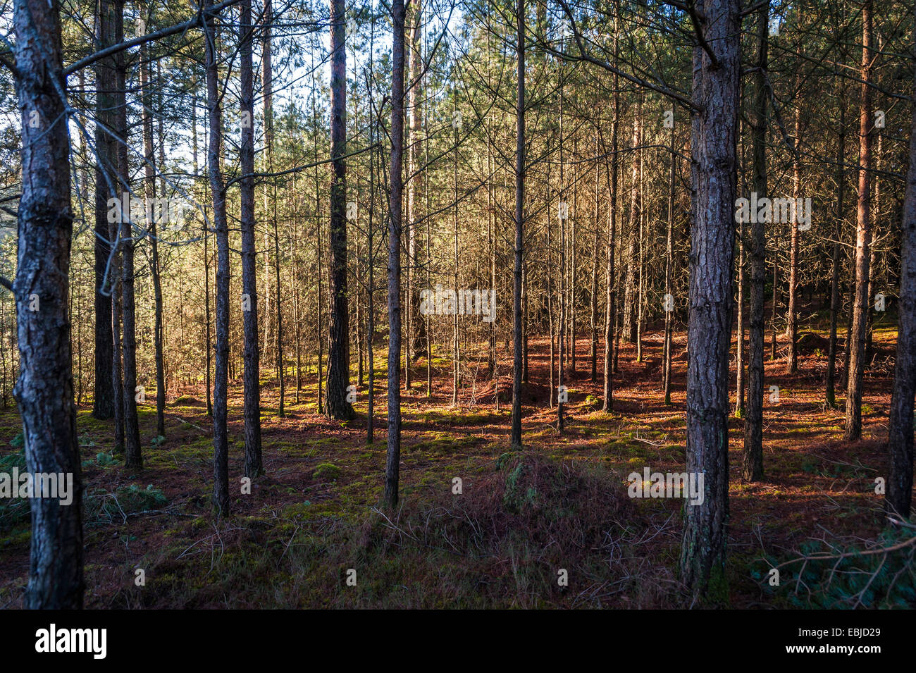Conifer and birch woodland at Graffham Common, West Sussex, UK Stock ...