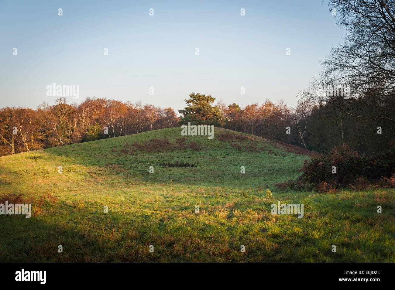Little Bury Bronze Age round barrow on Graffham Common, West Sussex, UK ...