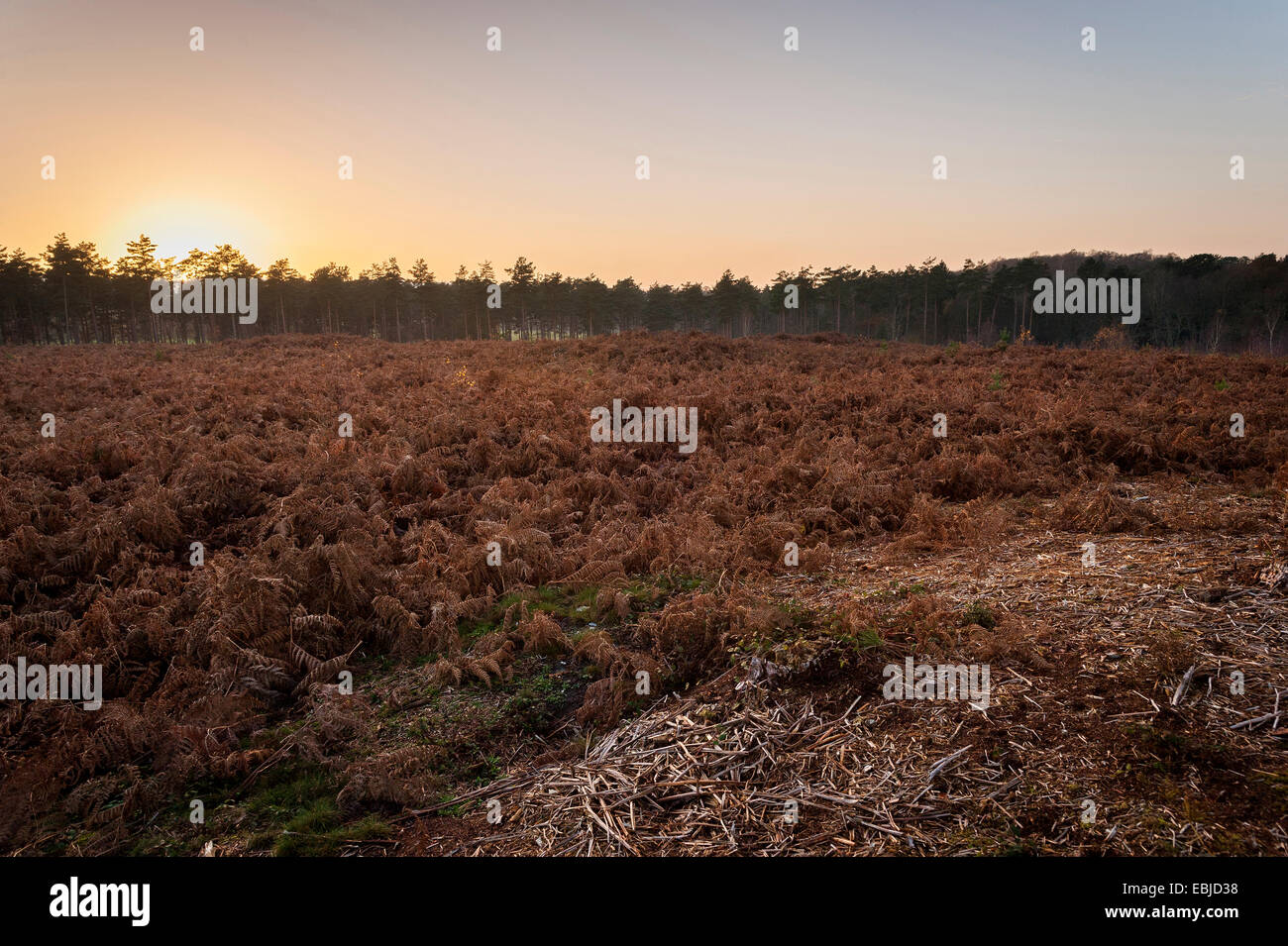 Bronze age round barrow on hi-res stock photography and images - Alamy
