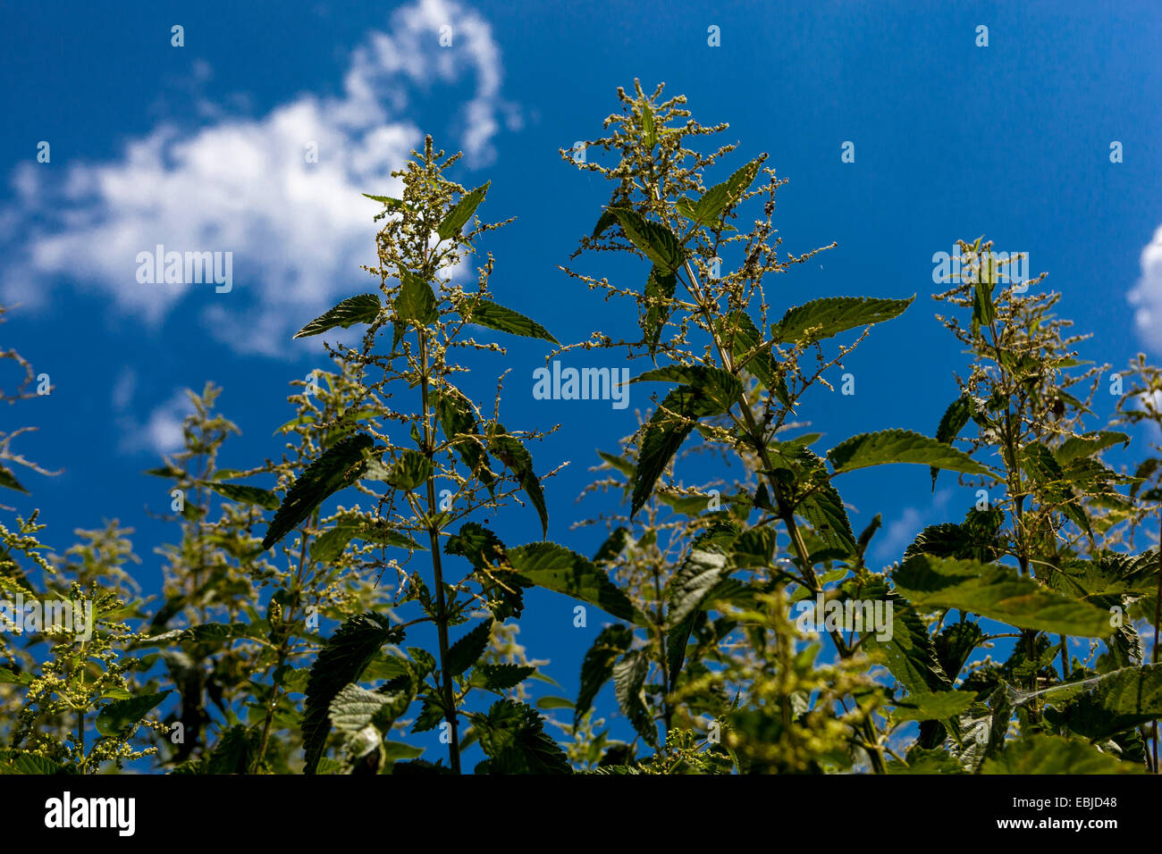 Stinging Nettle on the background of blue sky Stock Photo - Alamy