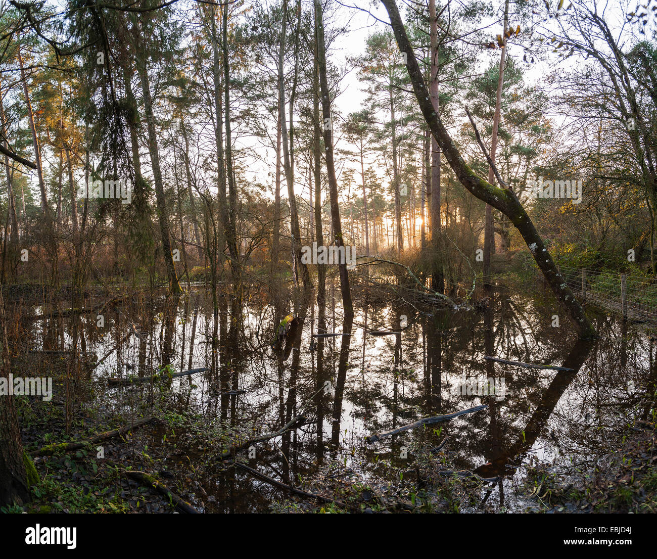 Flooded landscape at Lavington Common, West Sussex, UK Stock Photo - Alamy
