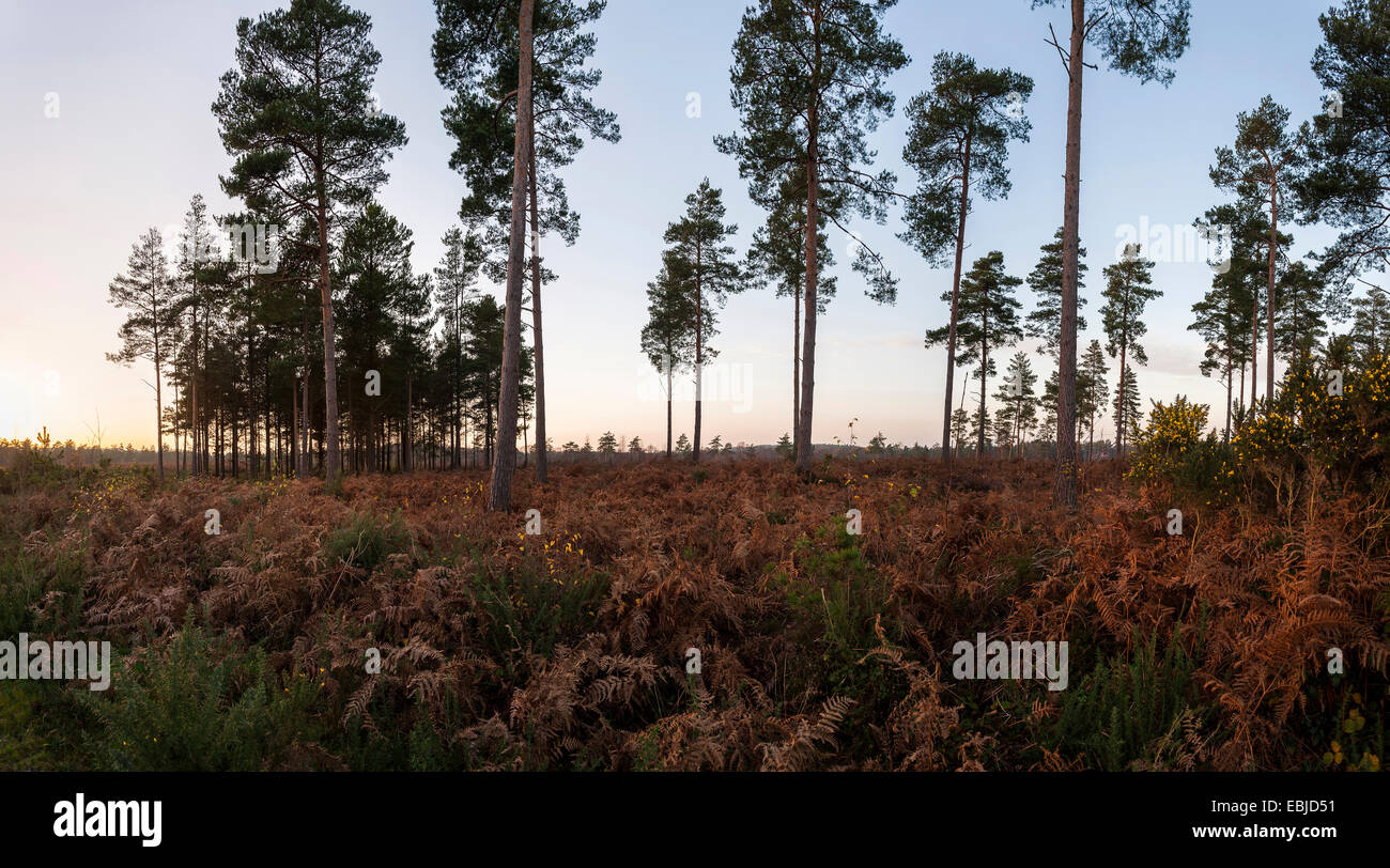 Open heathland at Lavington Common, West Sussex, UK Stock Photo - Alamy