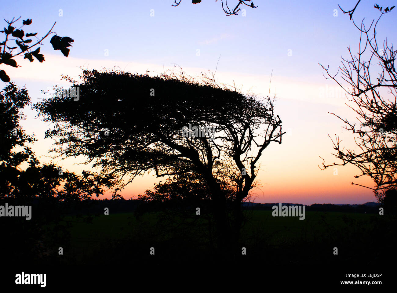 Wind Beaten Tree High Resolution Stock Photography and Images - Alamy