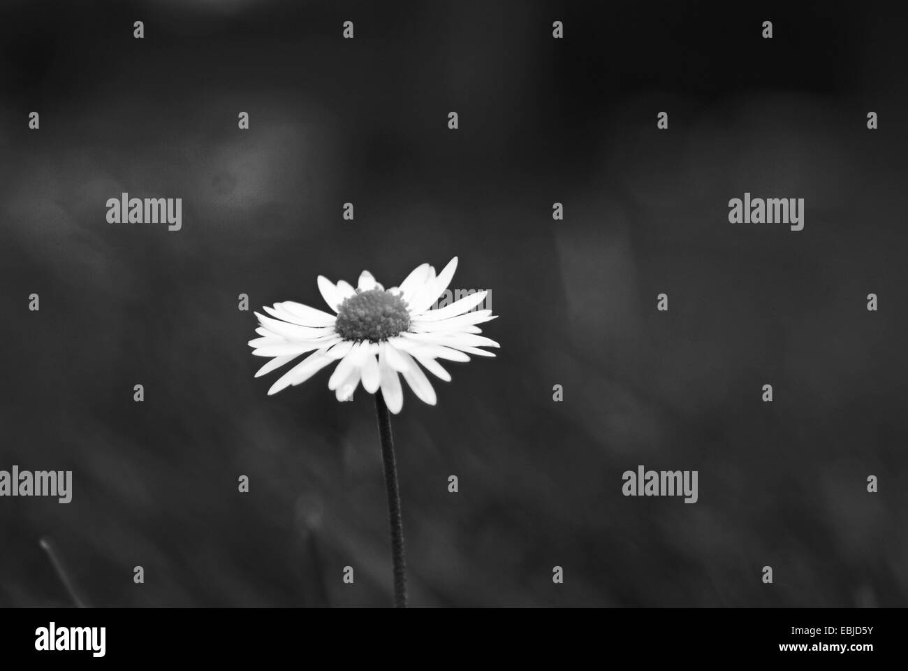 A single daisy in high contrast black and white Stock Photo - Alamy