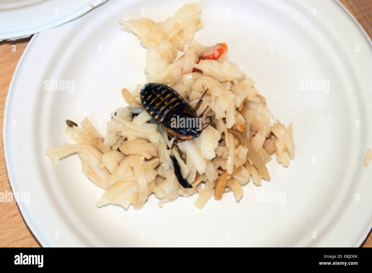unusual insect dishes, Blattodea, Blaberus giganteus, Giant Cockroach ...