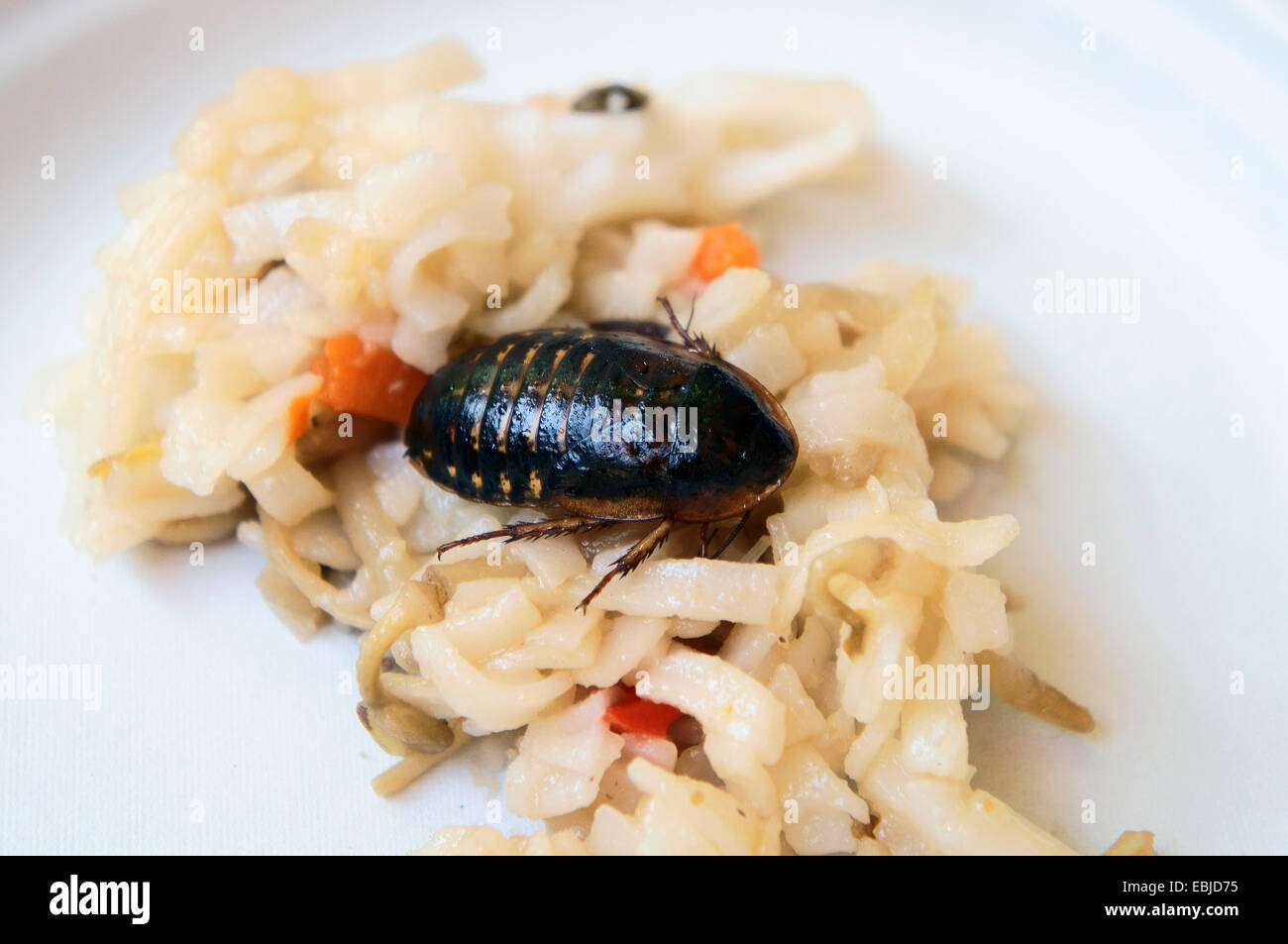 unusual insect dishes, Blattodea, Blaberus giganteus, Giant Cockroach ...