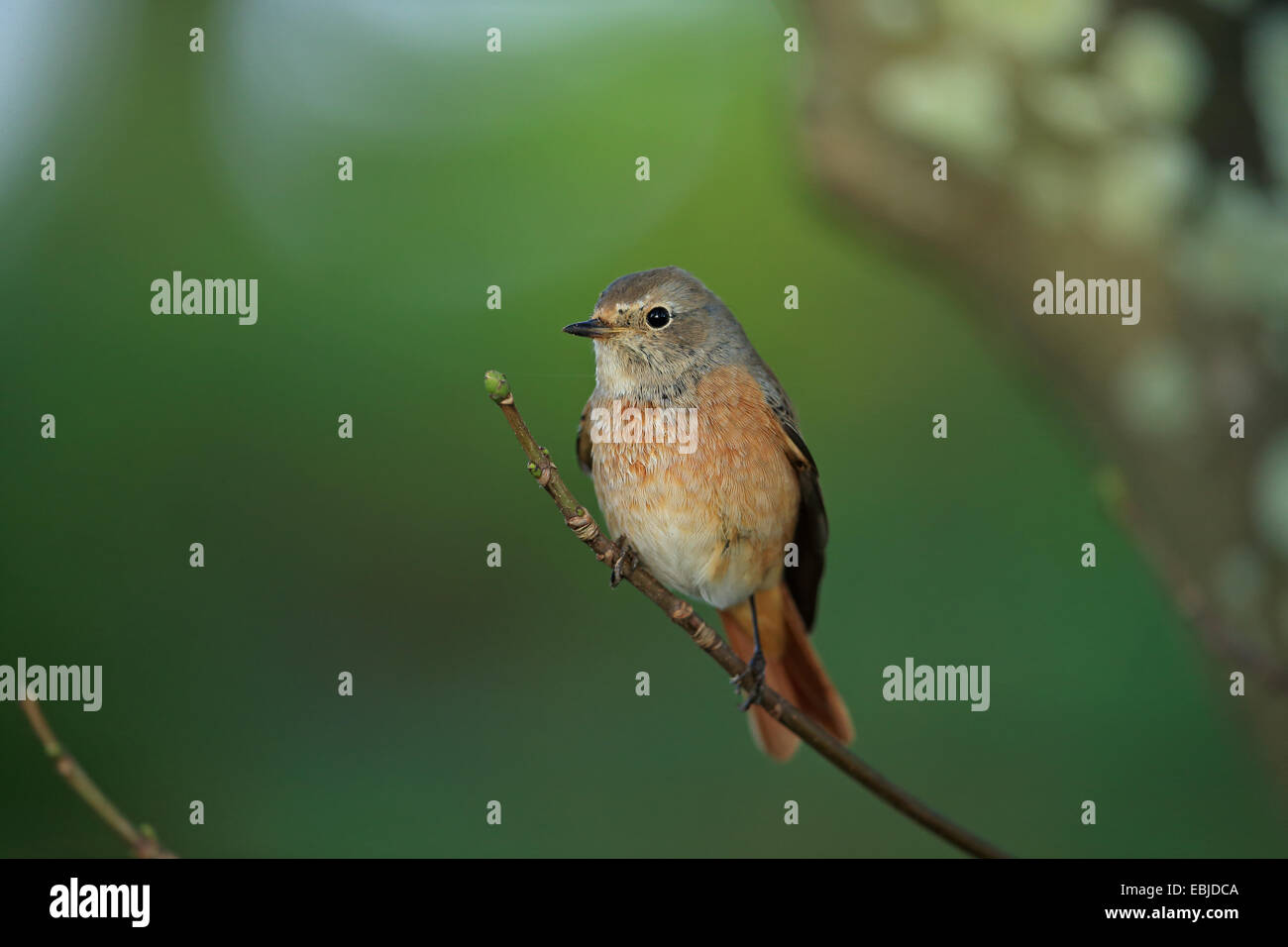Redstart (Phoenicurus phoenicurus Stock Photo - Alamy